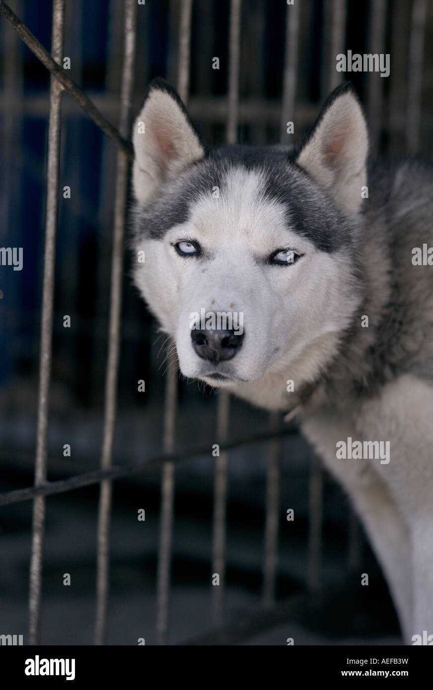 Most expensive hot dog hi-res stock photography and images - Alamy