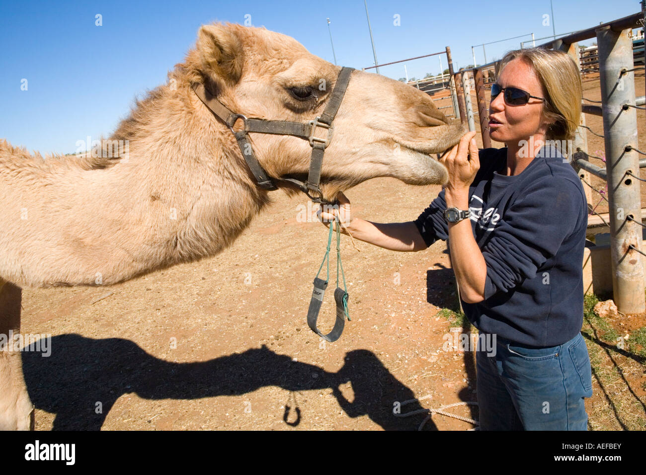 Glenda Sutton works with one of her camels on the eve of the Boulia Cup ...