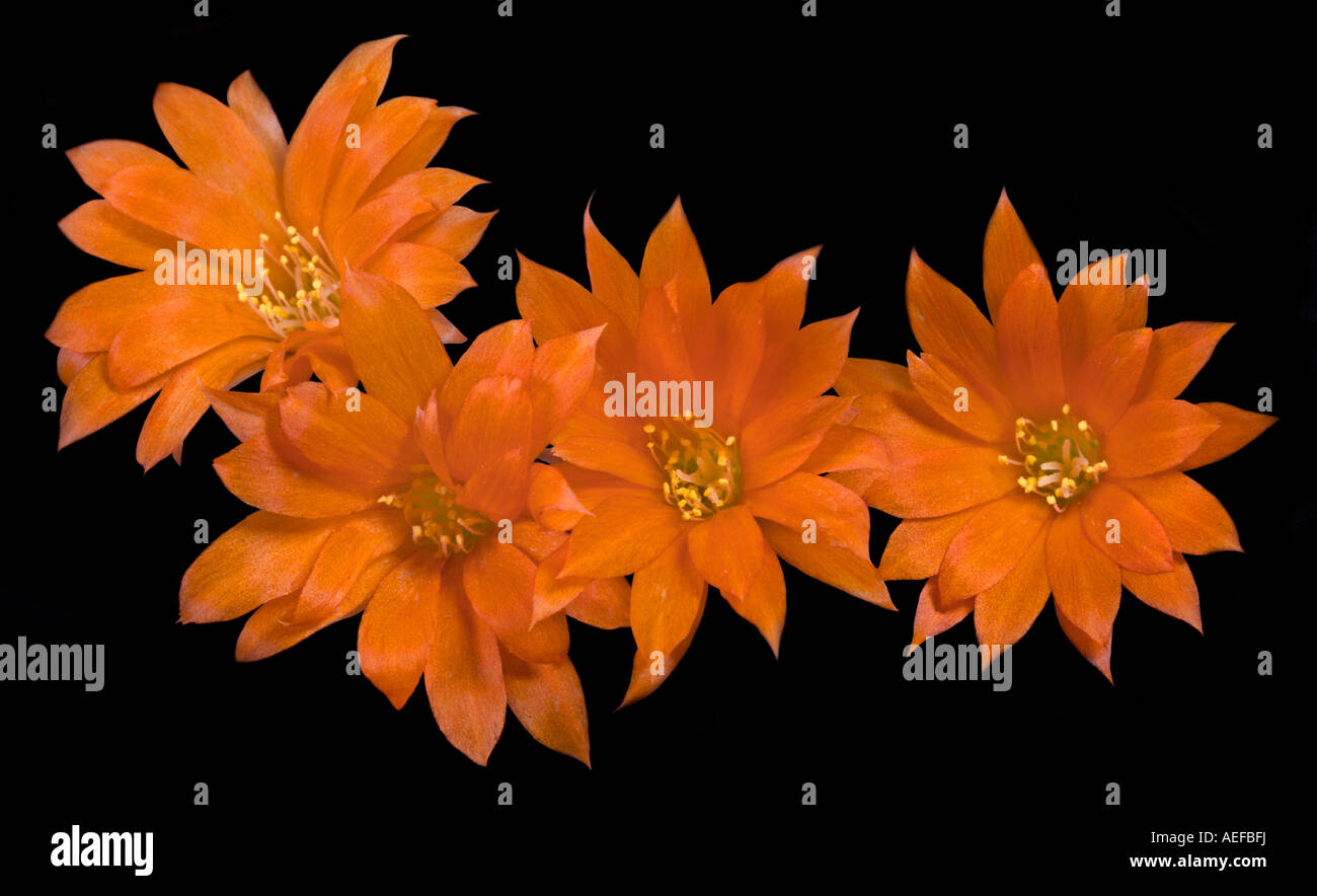 Orange Cactus Flowers Stock Photo - Alamy