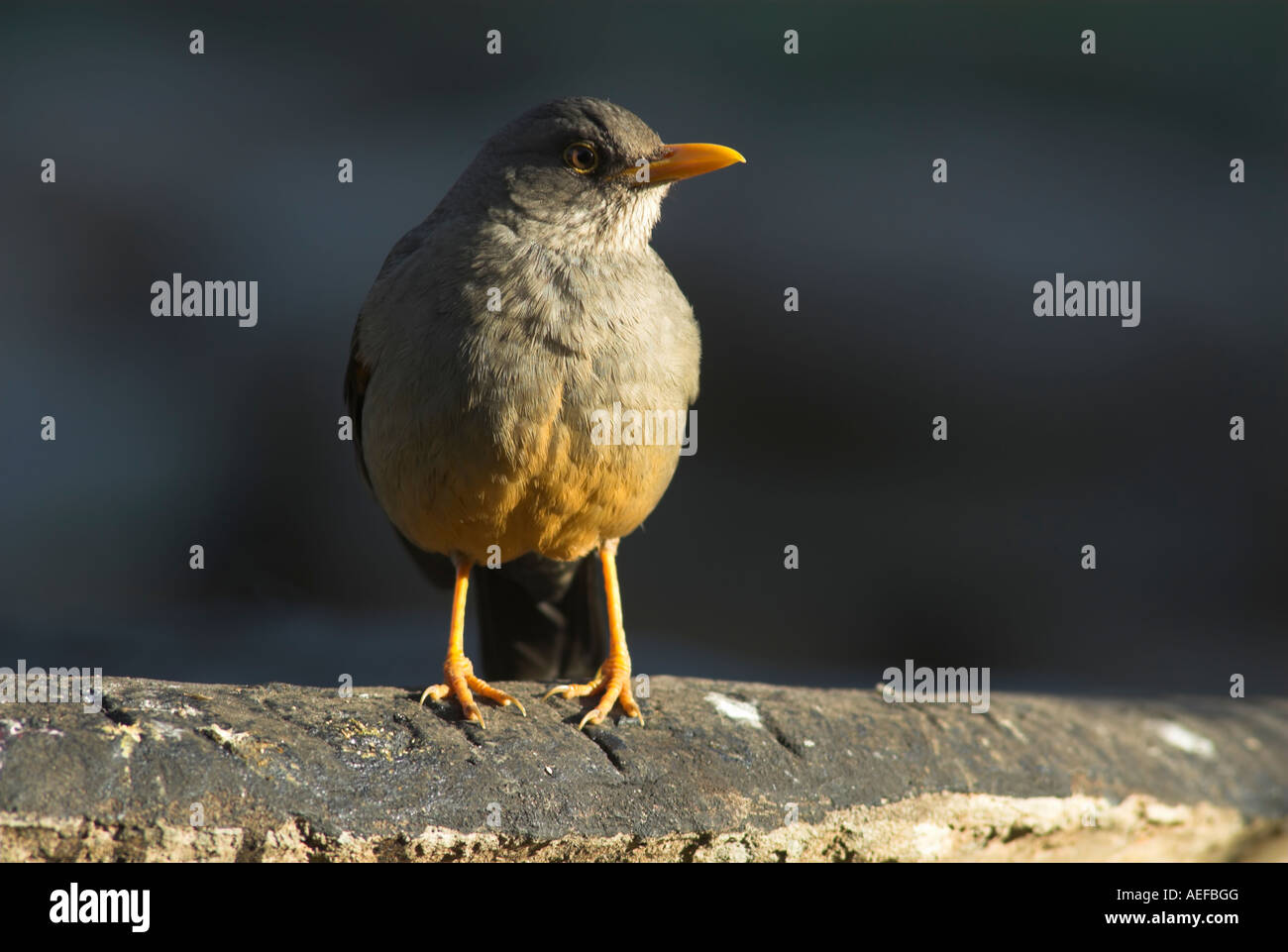 Olive Thrush (Turdus olivaceus) perched on a plank of wood Stock Photo ...