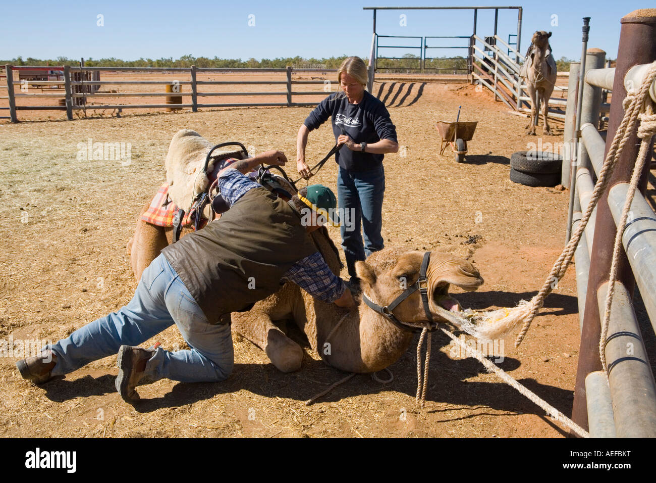 Glenda Sutton and Peter Hodge put a saddle on one of their camels on ...