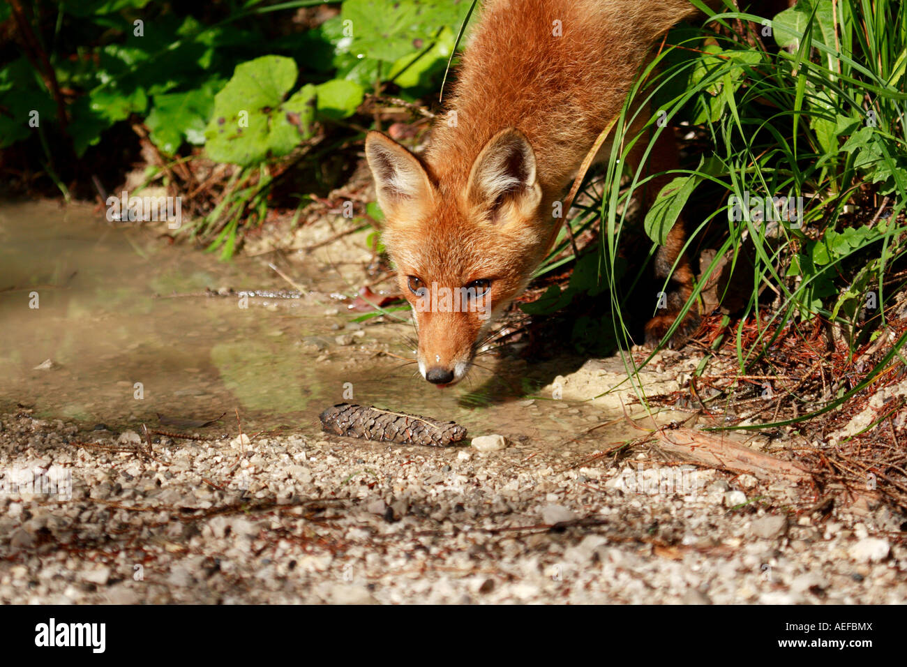 Red fox drinking Stock Photo - Alamy
