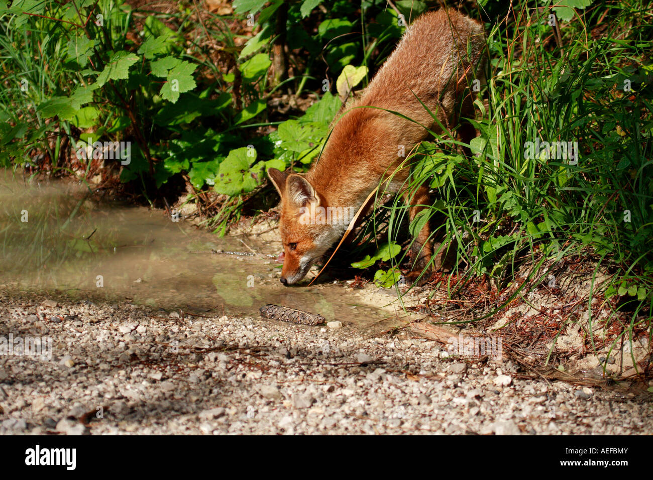 Red fox drinking Stock Photo - Alamy