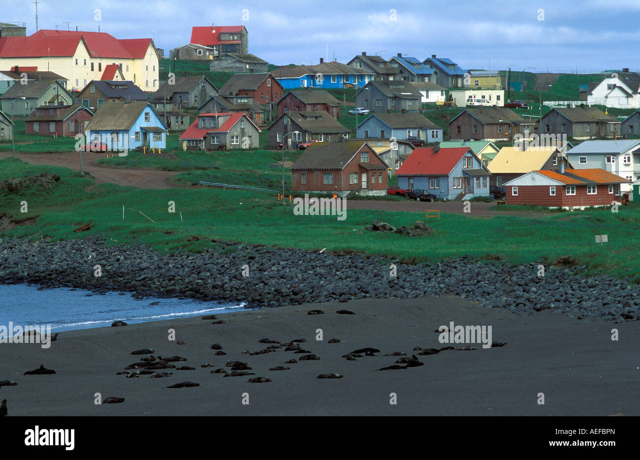 St. Paul and fur seals, Callorhinus ursinus, Pribilof Islands Alaska ...