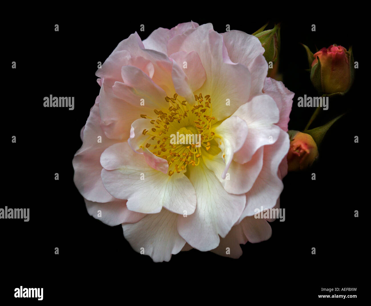 Hybrid Musk Rose Penelope Stock Photo - Alamy