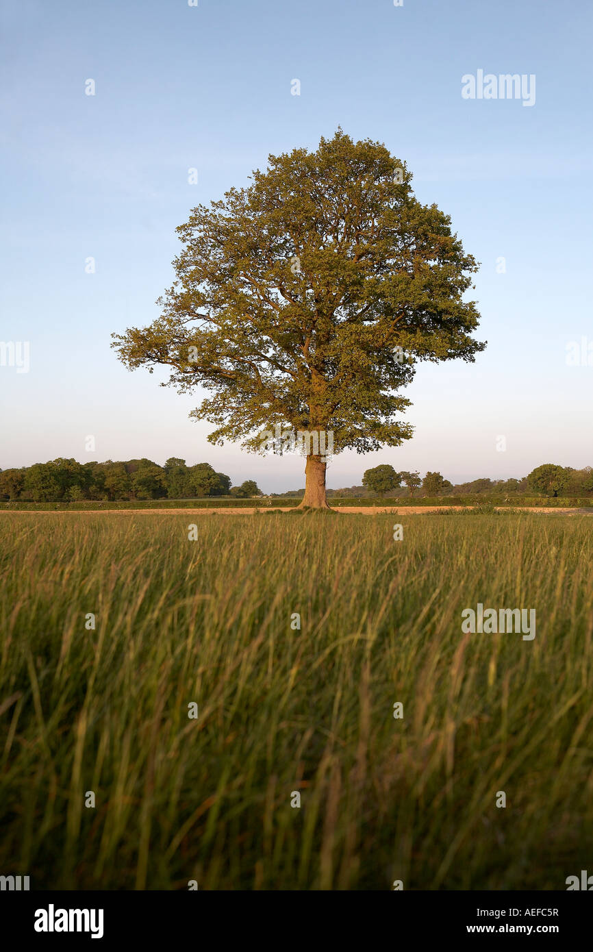 SINGLE SOLITARY OAK TREE IN A FIELD IN NORFOLK ENGLAND WITH A BLUE SKY ...