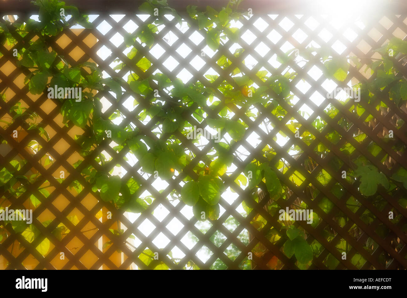 Lattice fence trellis ivy sun background Stock Photo - Alamy