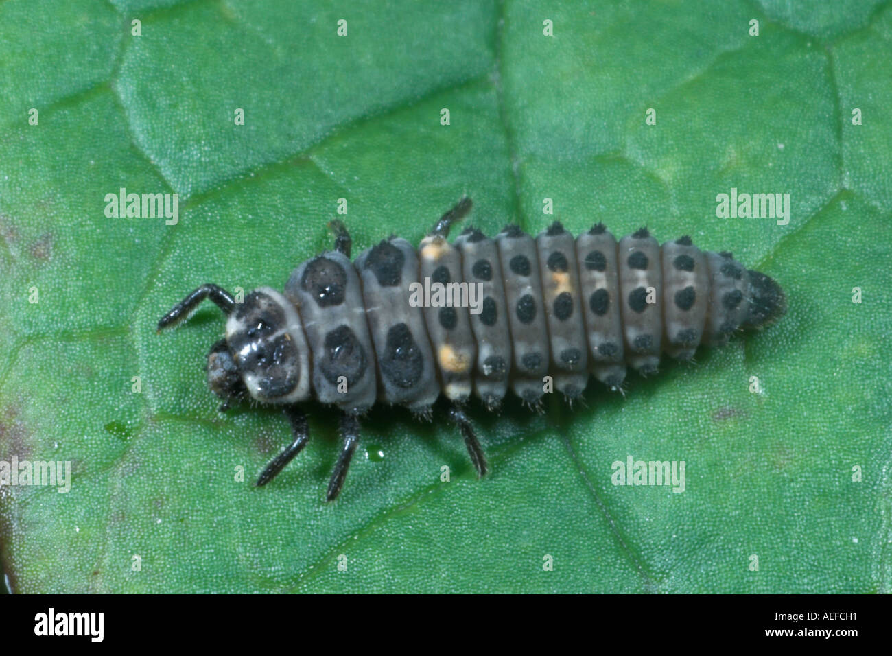 Ladybird Larvae on leaf. Somerset. England Stock Photo - Alamy