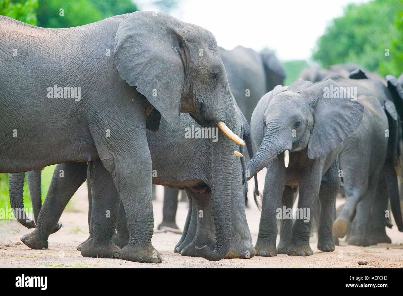 Group african elephants gathering hi-res stock photography and images ...