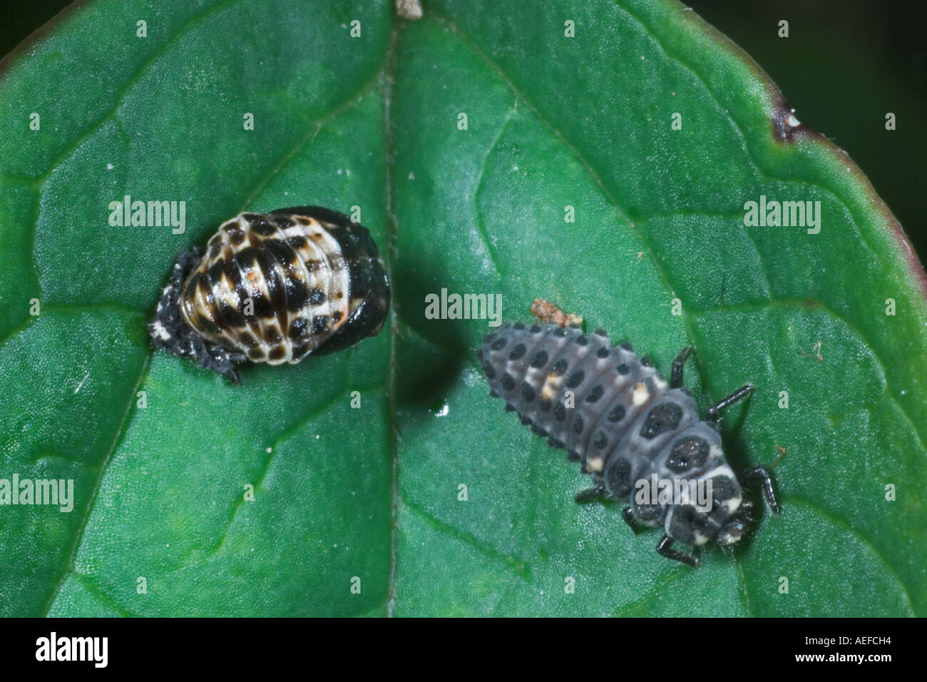 Ladybird larva larvae beneficial hi-res stock photography and images ...