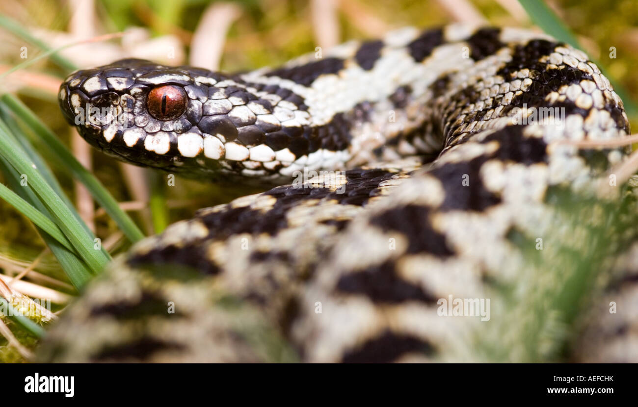 Close up of an adder in Scottish Borders Stock Photo - Alamy