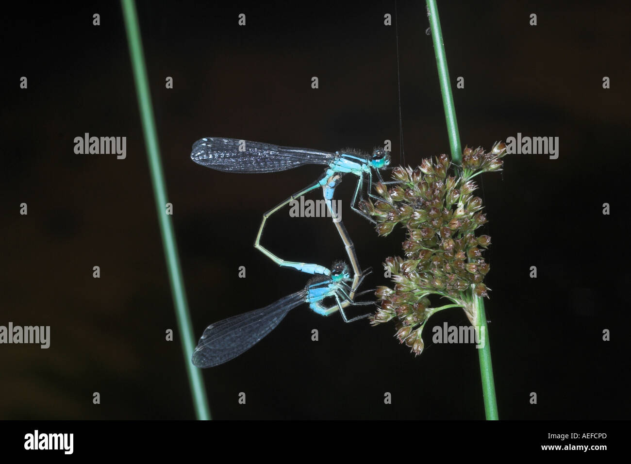 Damselflies Reproduce High Resolution Stock Photography and Images - Alamy