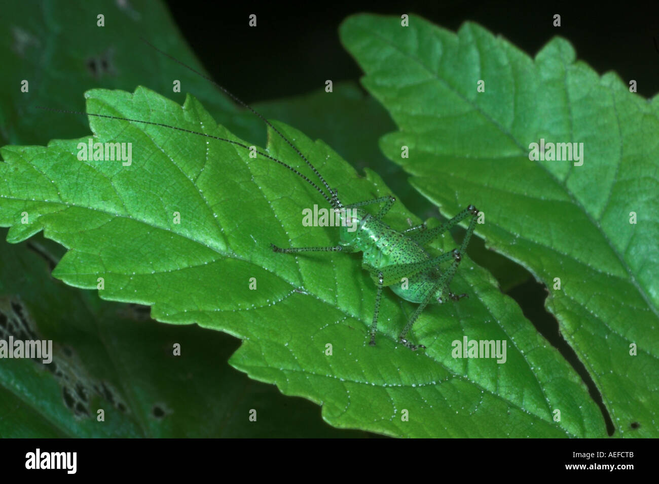 Speckled Bush Cricket Leptophytes punctatissimua on oak leaf. Somerset ...