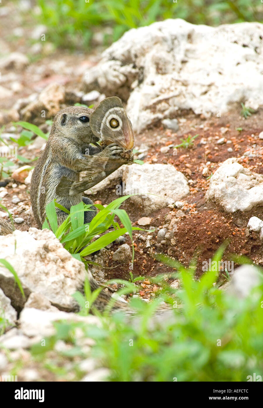African Ground Squirrel(Xerus inauris Stock Photo - Alamy