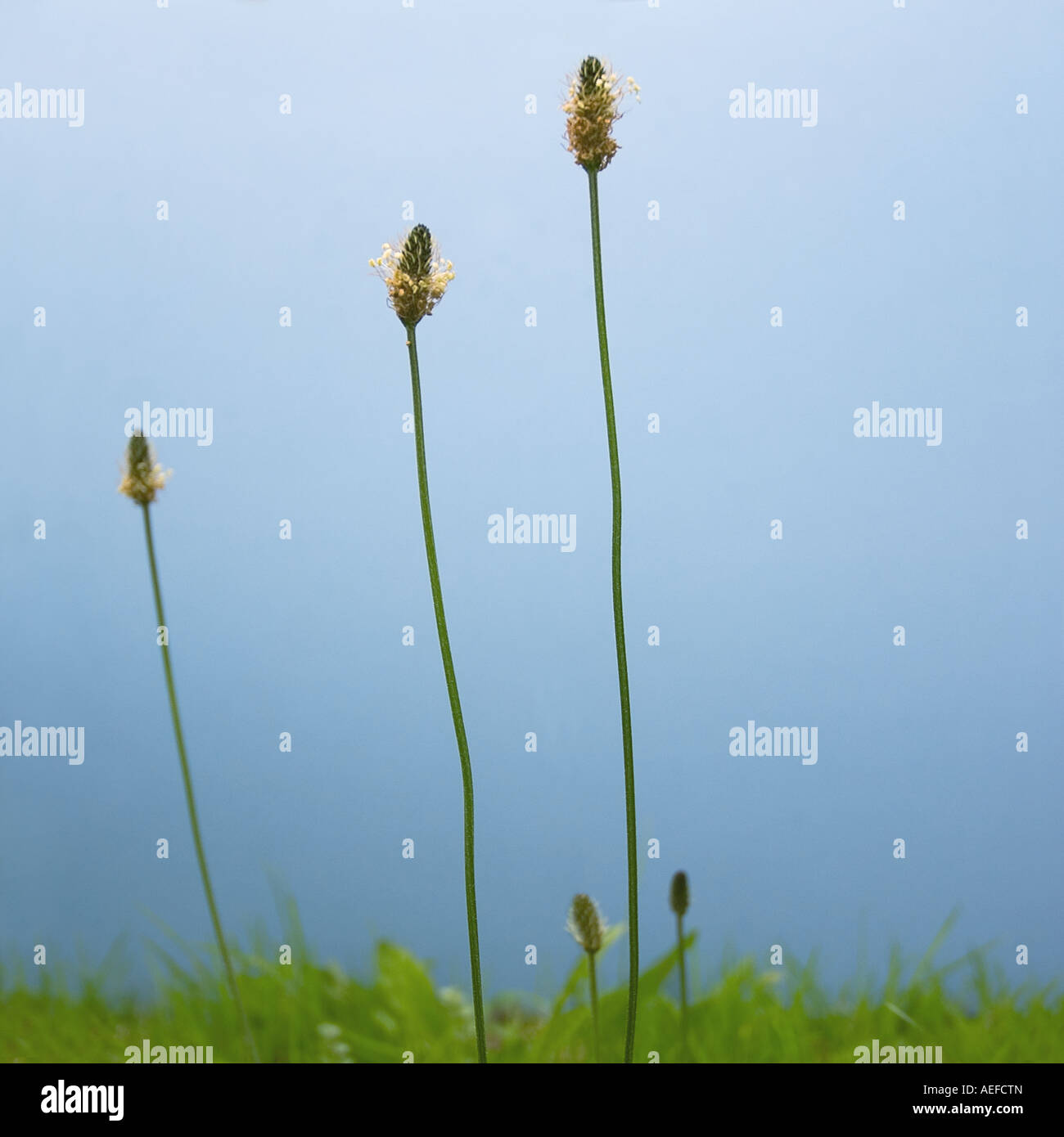 Lawn weed plantain hi-res stock photography and images - Alamy
