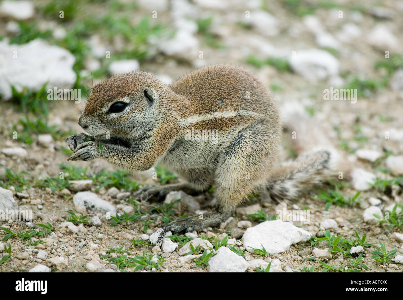 African Ground Squirrel ( Xerus inauris Stock Photo - Alamy