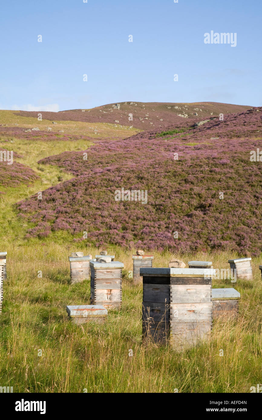 Scottish heather honey bees harvest the nectar from wild heather ...
