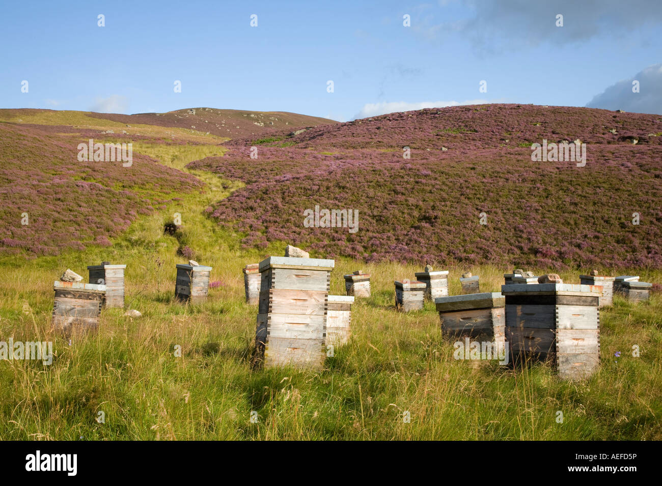 Heather honey hives hi-res stock photography and images - Alamy
