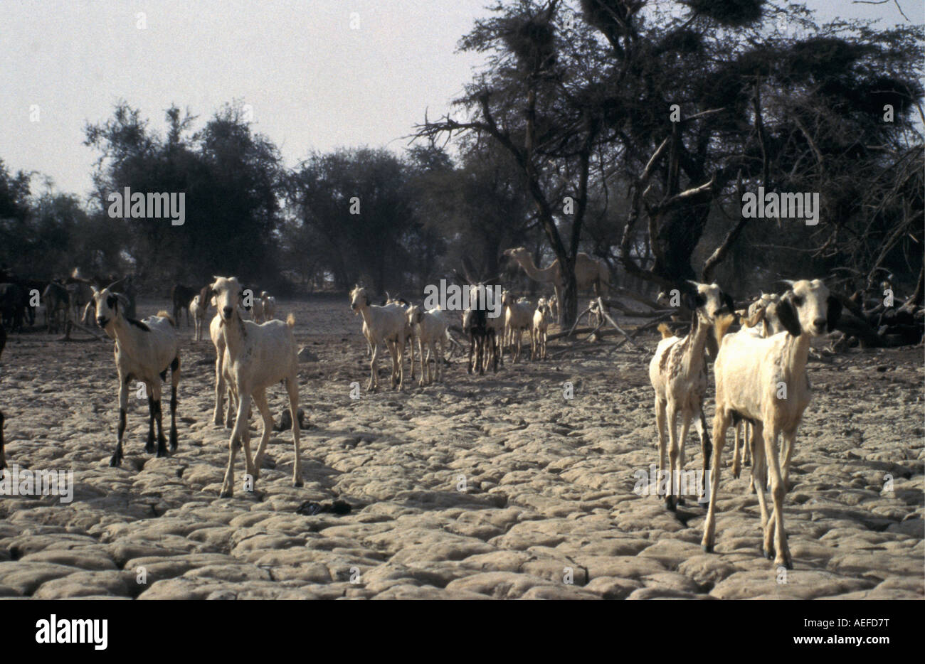 Mali Gao, Goats on dry land during drought of 1984 and 1985 Stock Photo ...
