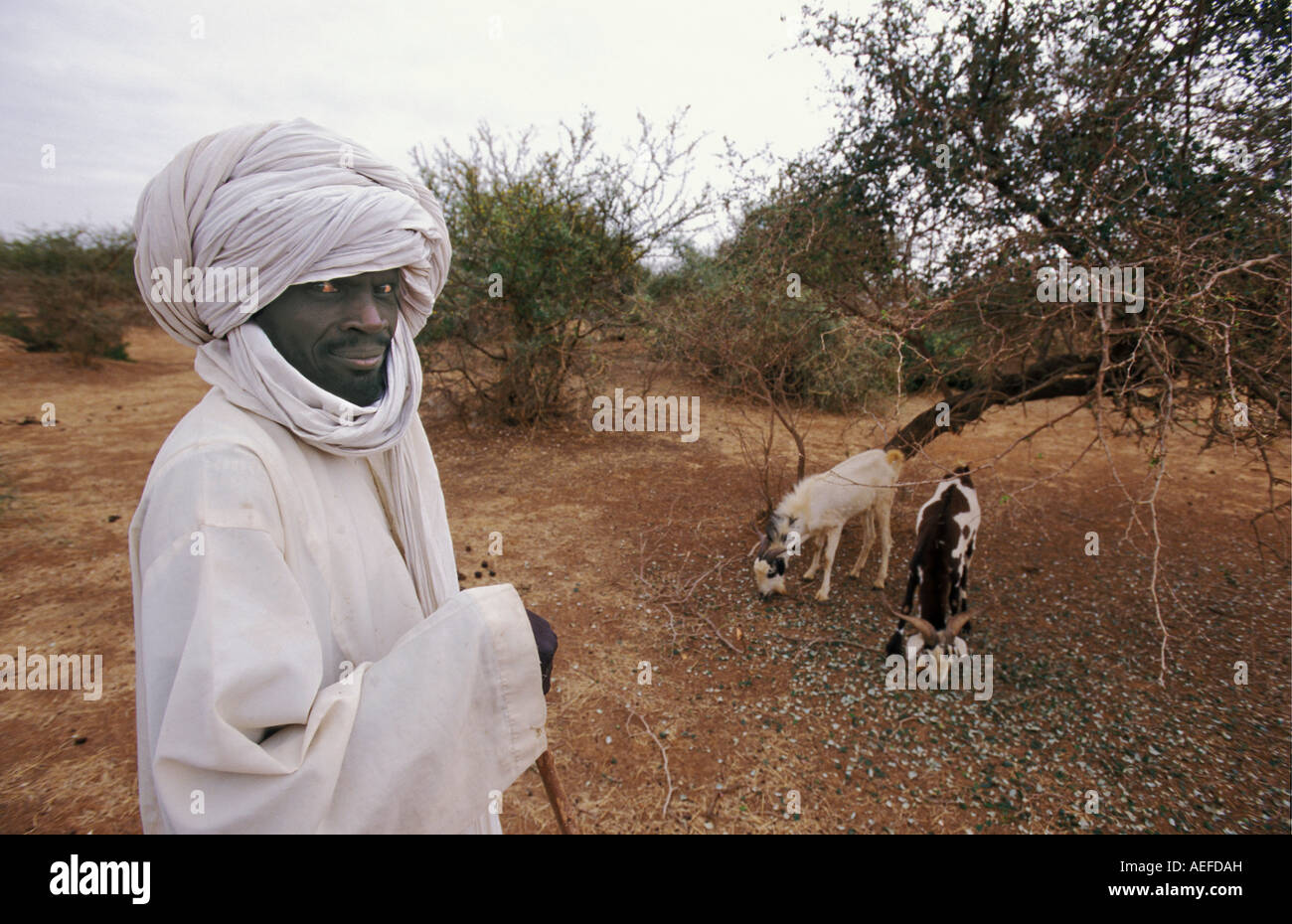 Mali Ansongo Man of Sonrai tribe herding goats Stock Photo - Alamy