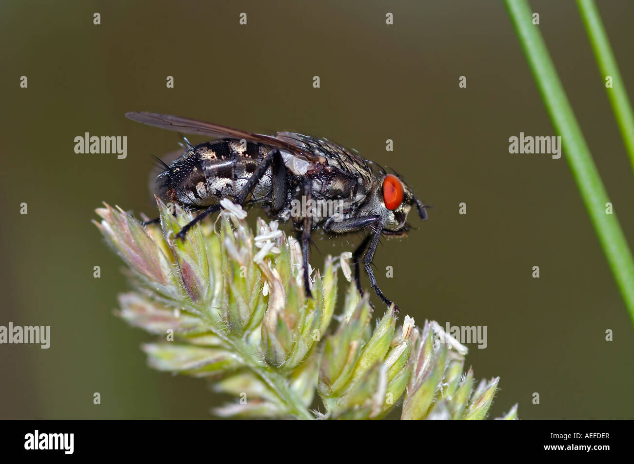 Gnat fly hi-res stock photography and images - Alamy