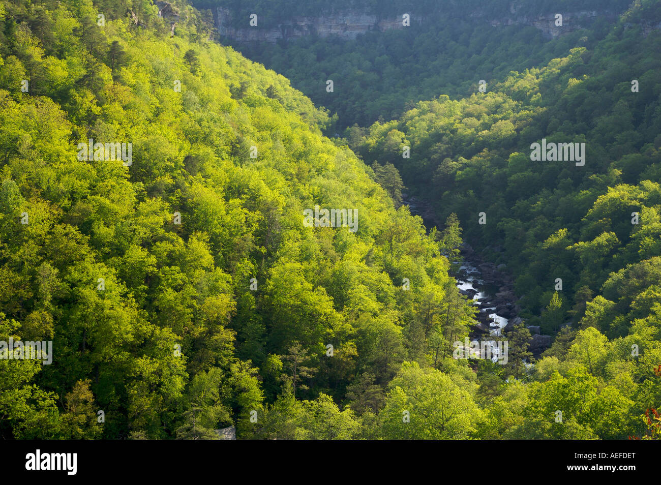 View into the gorge at sunrise at Little River Canyon Alabama Stock ...