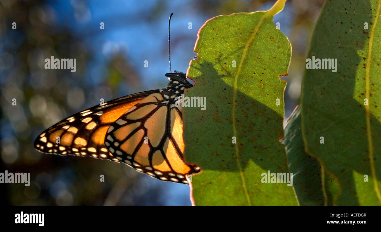 Monarch Butterfly and it's shadow Stock Photo - Alamy