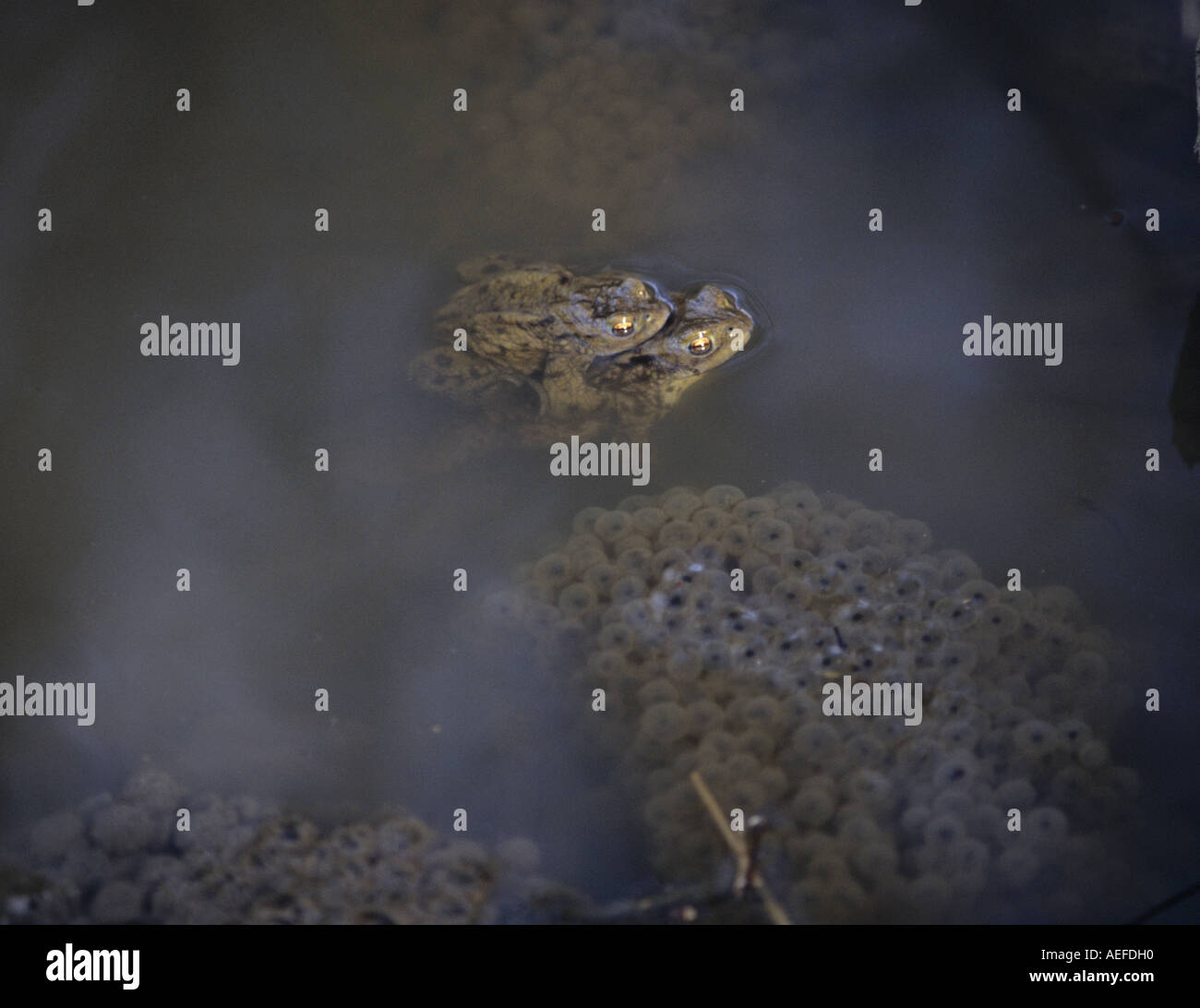 Mating system hi-res stock photography and images - Alamy