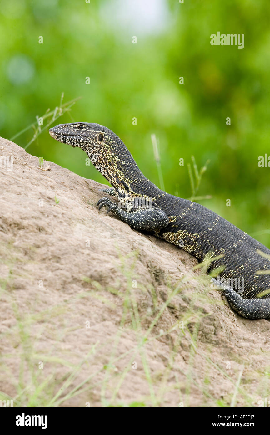 Nile Monitor Lizard Stock Photo - Alamy