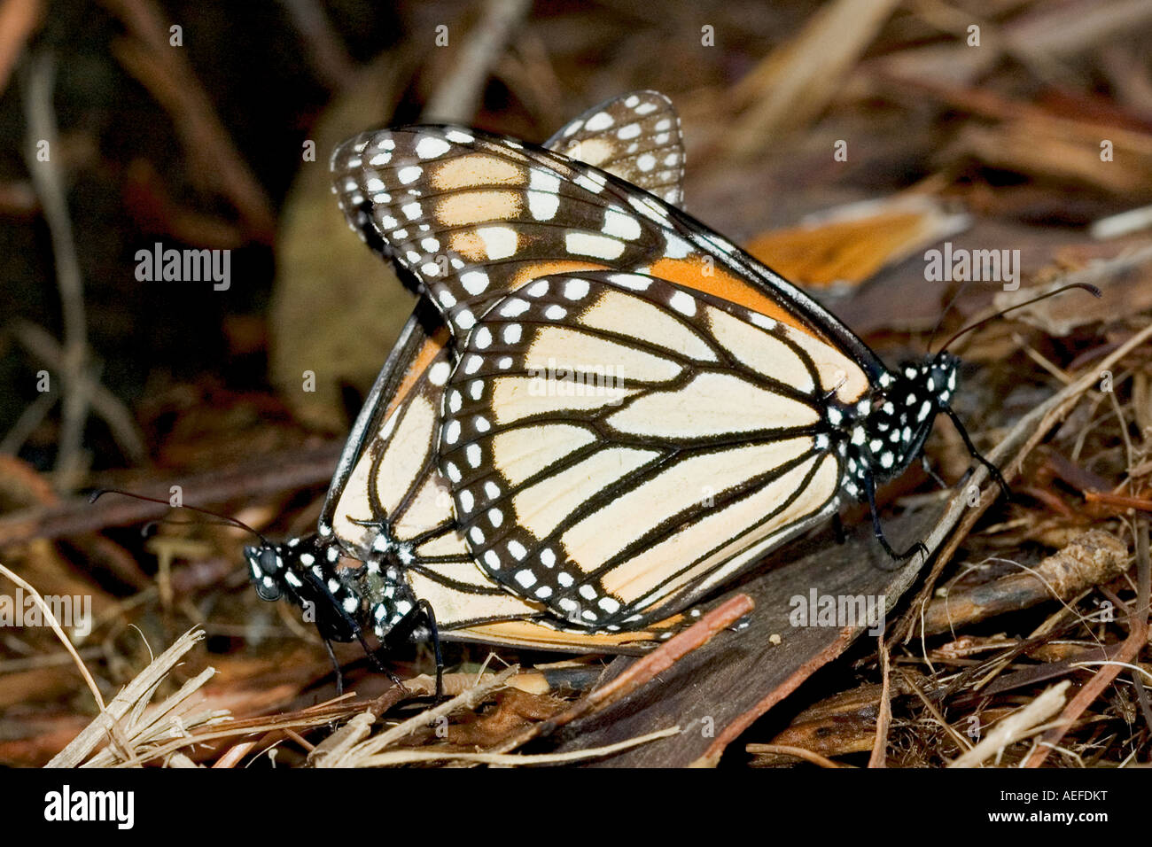 Monarch Butterflies mating Stock Photo - Alamy