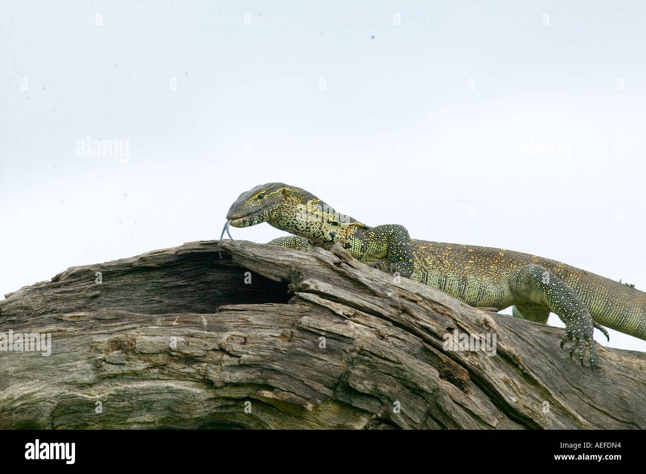 Monitor lizard tree hole hi-res stock photography and images - Alamy