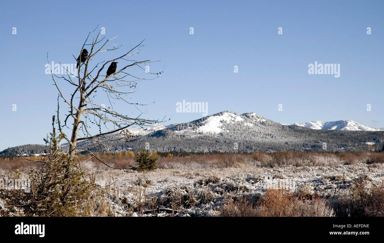 Two Ravens in a Tree Stock Photo - Alamy