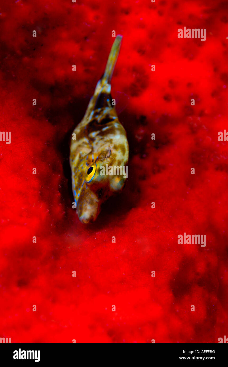 Toby puffer Canthigaster sp Cayman Islands Stock Photo - Alamy