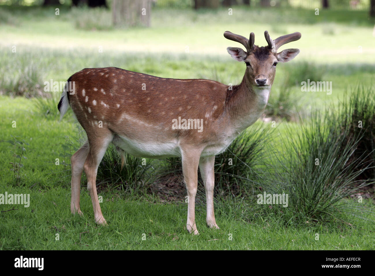 Deer preening hi-res stock photography and images - Alamy