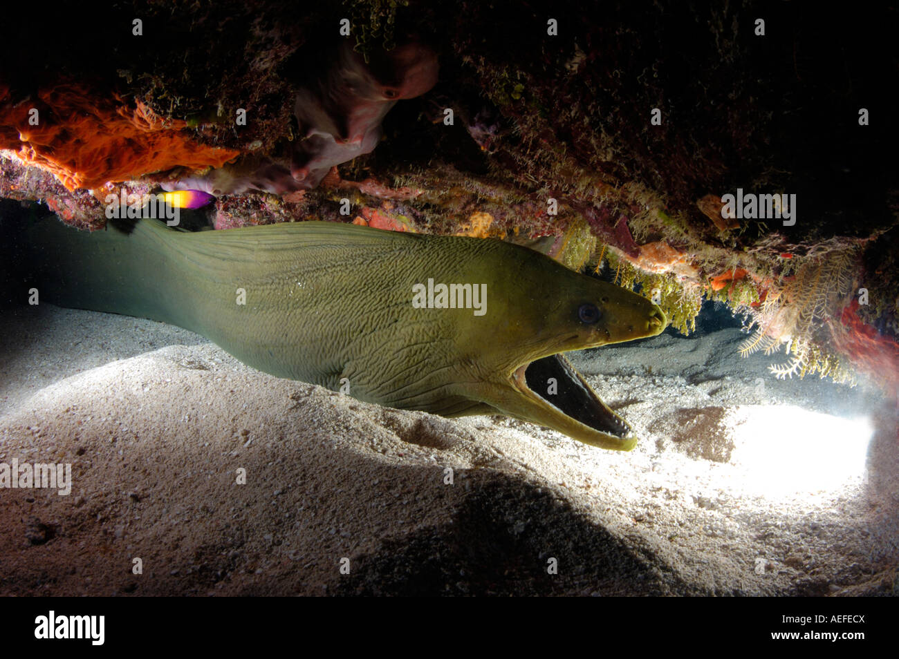 Large Green Morey eel Stock Photo - Alamy