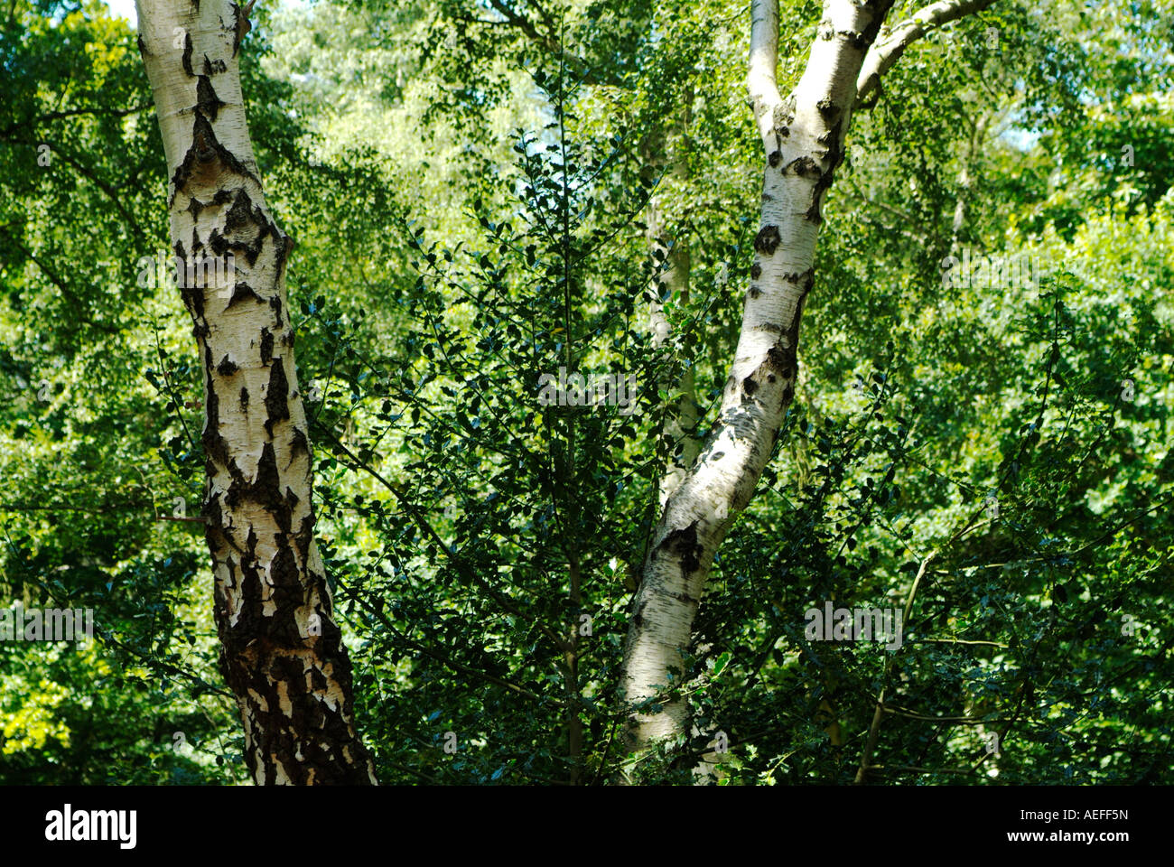 Virginia water surrey hi-res stock photography and images - Alamy