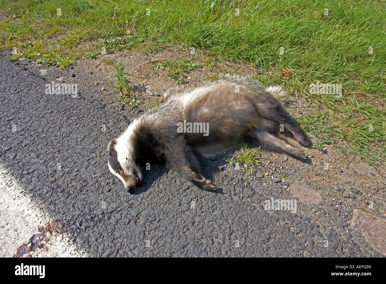 Dead badger at roadside Cotswolds UK Stock Photo - Alamy