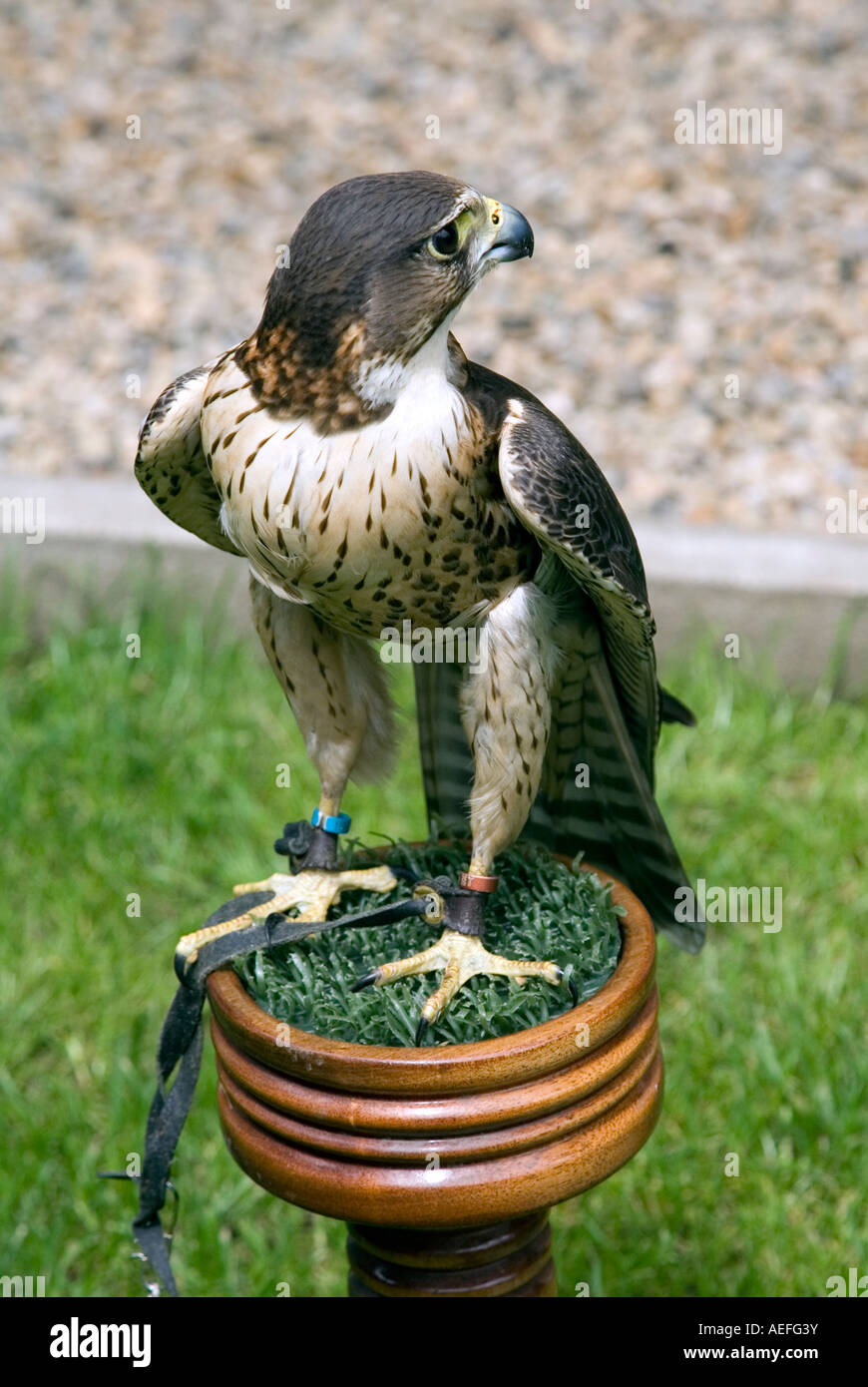 Typical falcon hi-res stock photography and images - Alamy