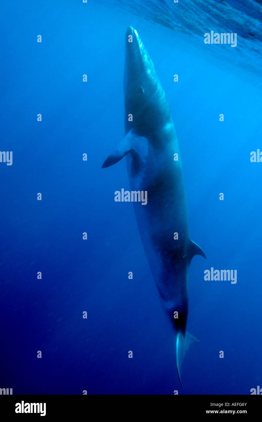 Diving with dwarf minke whale Australia Great Barrier Reef Stock Photo ...