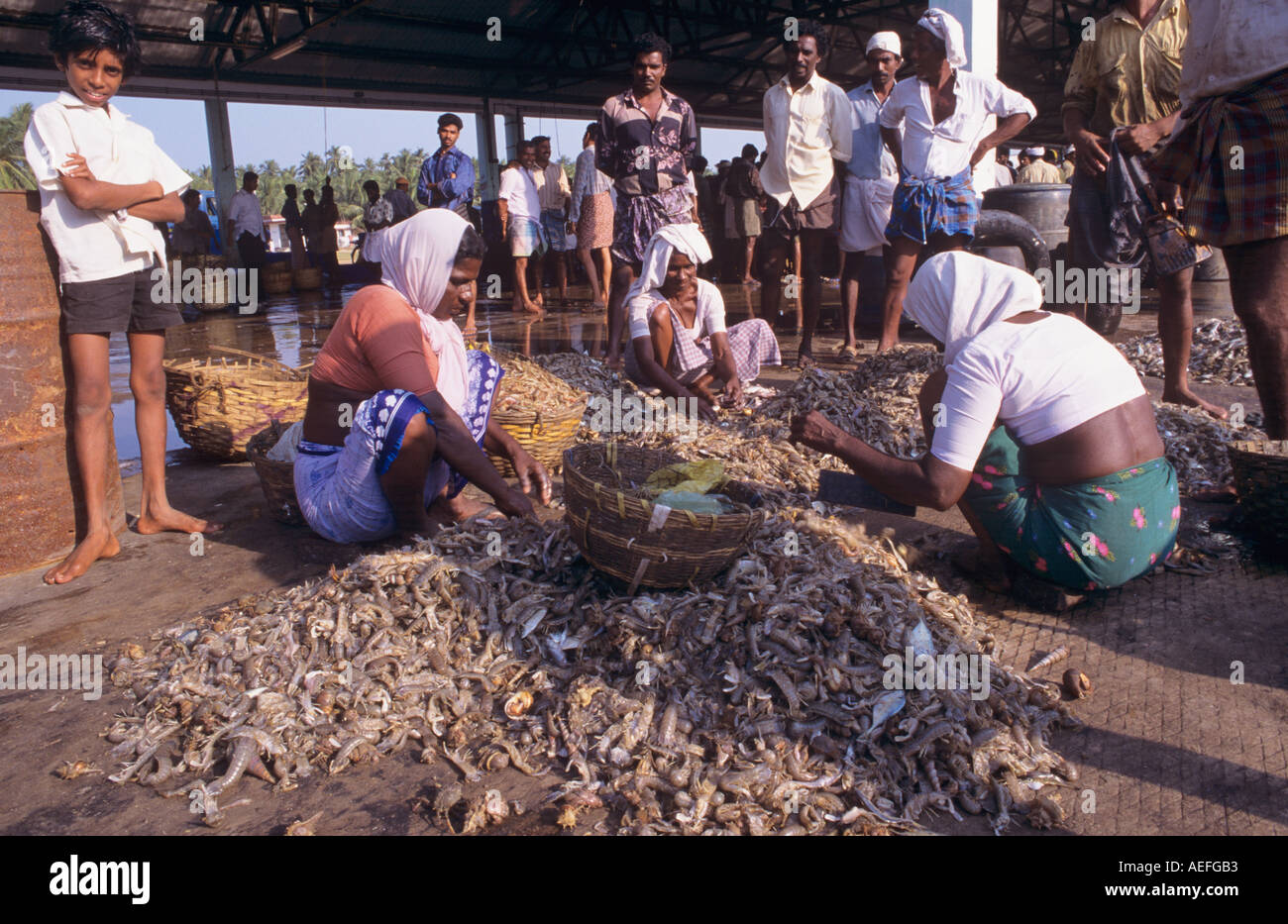 People sorting fish Kappad Harbour Calicut Kozhikode Kerala India Stock ...