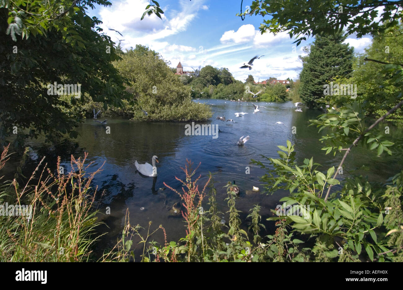 Stonebridge pond Faversham Kent England Stock Photo - Alamy