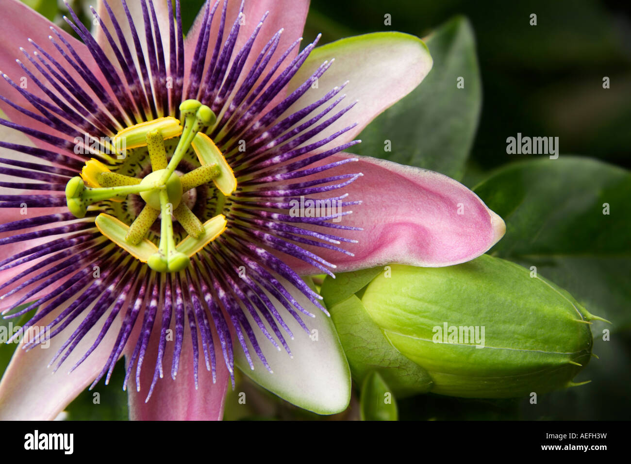 Close up shot of Passiflora flower Stock Photo - Alamy