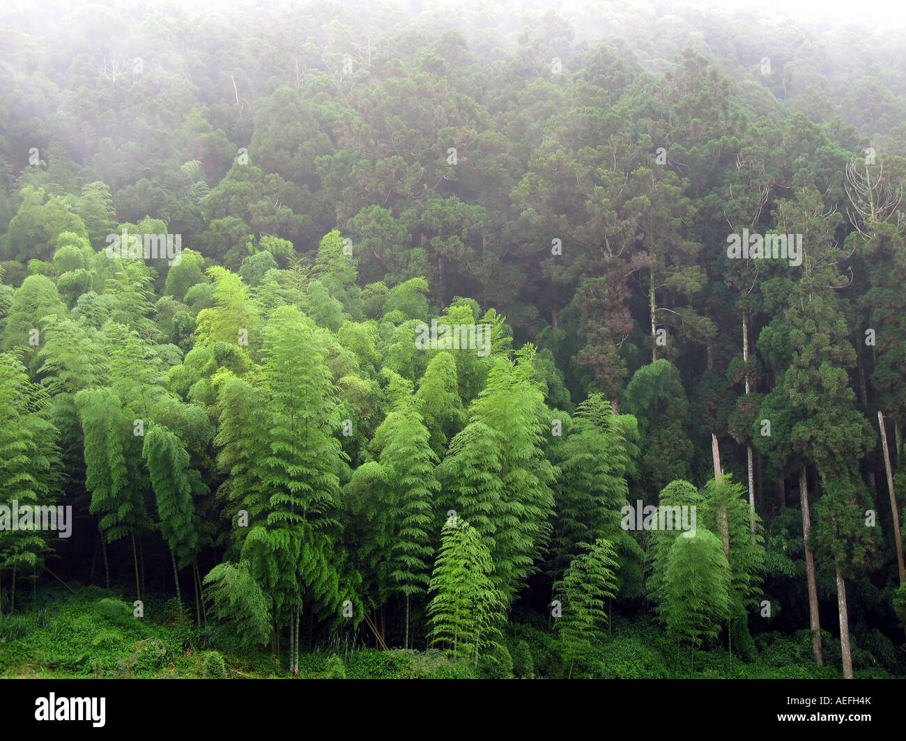 Bamboo and Cypress Trees Stock Photo - Alamy