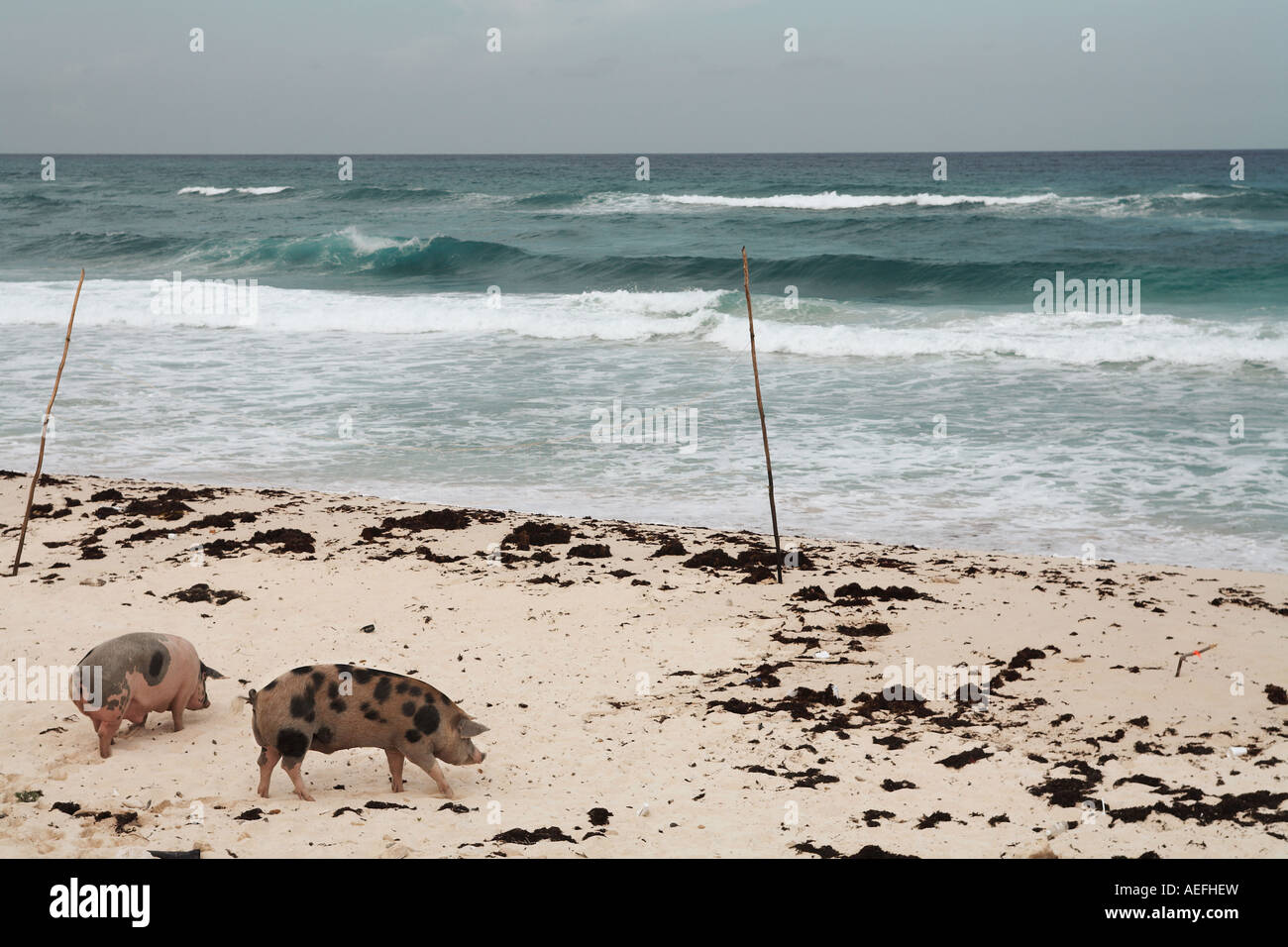 Giant Pigs on the Beach in Quintana Roo, Cozumel, Mexico Stock Photo ...