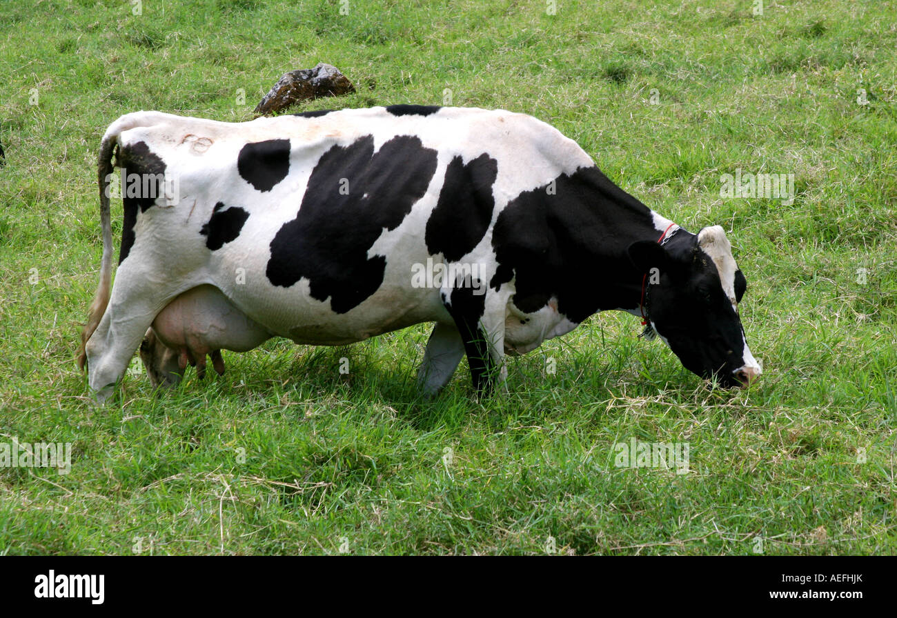Holstein- Friesian cows eating grass at a farm in Cerro Punta, Chiriqui ...