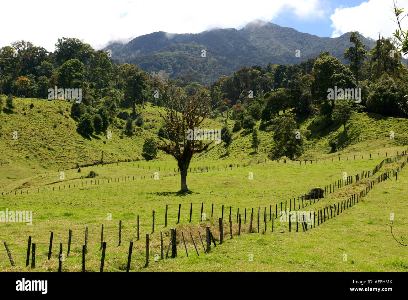 Farming and cattle land on the side of a mountain at Cerro Punta ...
