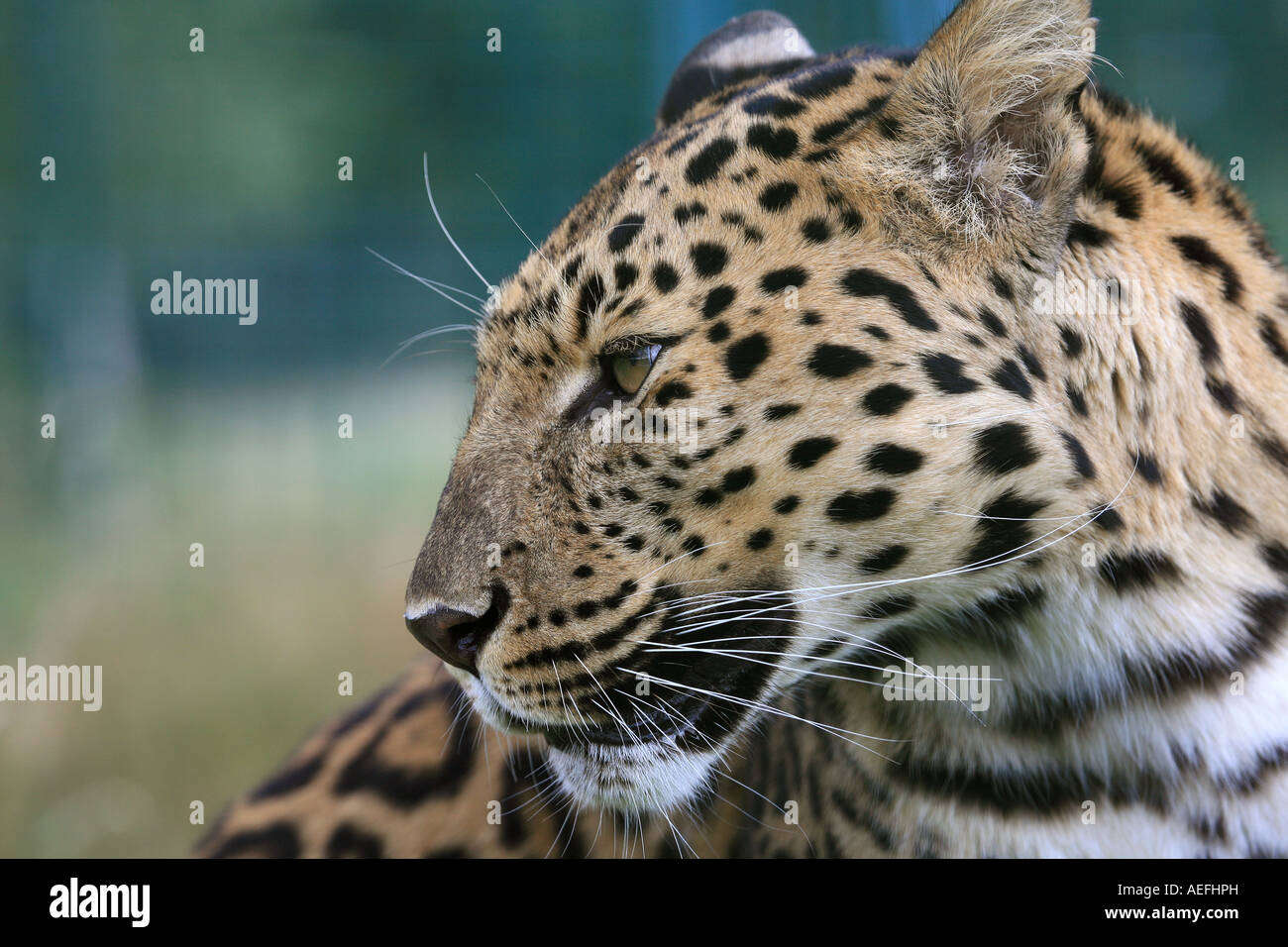 Leopard Face Profile Marlon Du Toit 🐾 | Leopard Portrait.