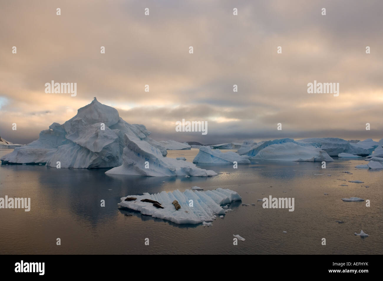crabeater seal Lobodon carcinophaga group resting on glacial ice along ...