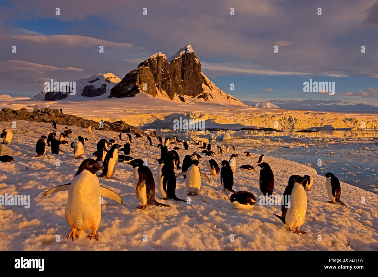 adelie penguin Pygoscelis Adeliae colony along the western Antarctic ...