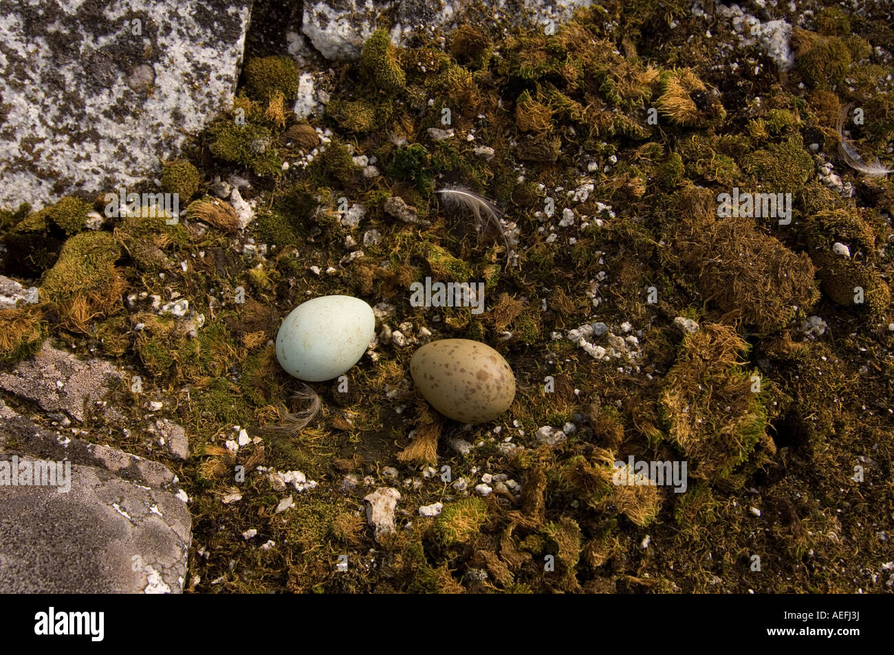 Brown skua with egg hi-res stock photography and images - Alamy